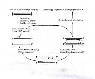 Polymerase Chain Reaction