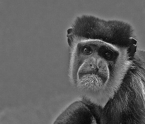 Crazy, Lazy, Silly and Strange: Animal faces...