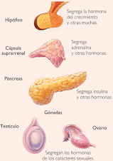 sistema glandular