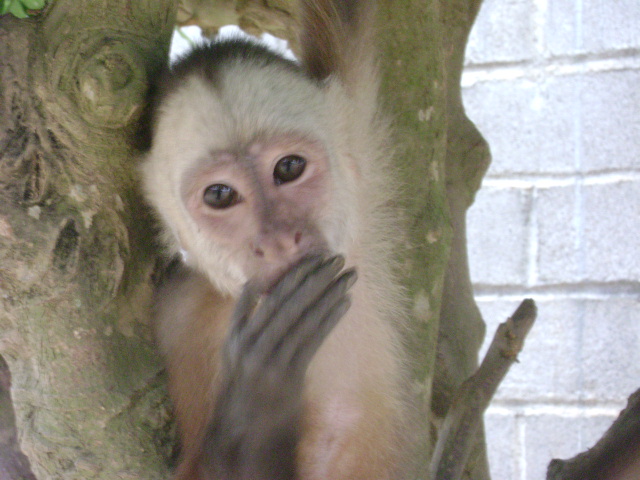 FAUNA DE PUERTO WILCHES: ESPECIES DE MICOS