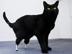 Oscar 'The Black', the first bionic cat | Ee Blog