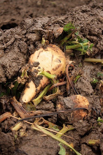 Andrea Szabó photography - Andrea Sabo photography: šećerna repa ...