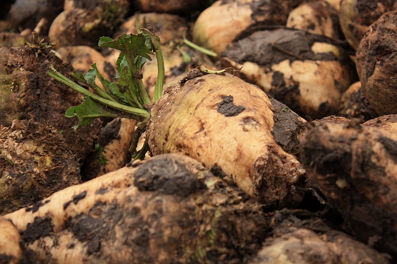 Andrea Szabó photography - Andrea Sabo photography: šećerna repa ...