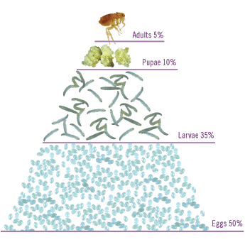 Paraphernalia: November 2010