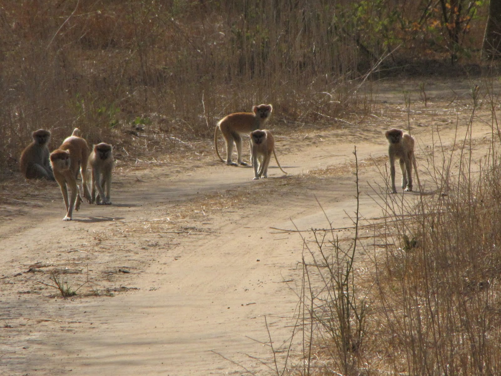 Postcards from Senegal: Game Park - More Pics