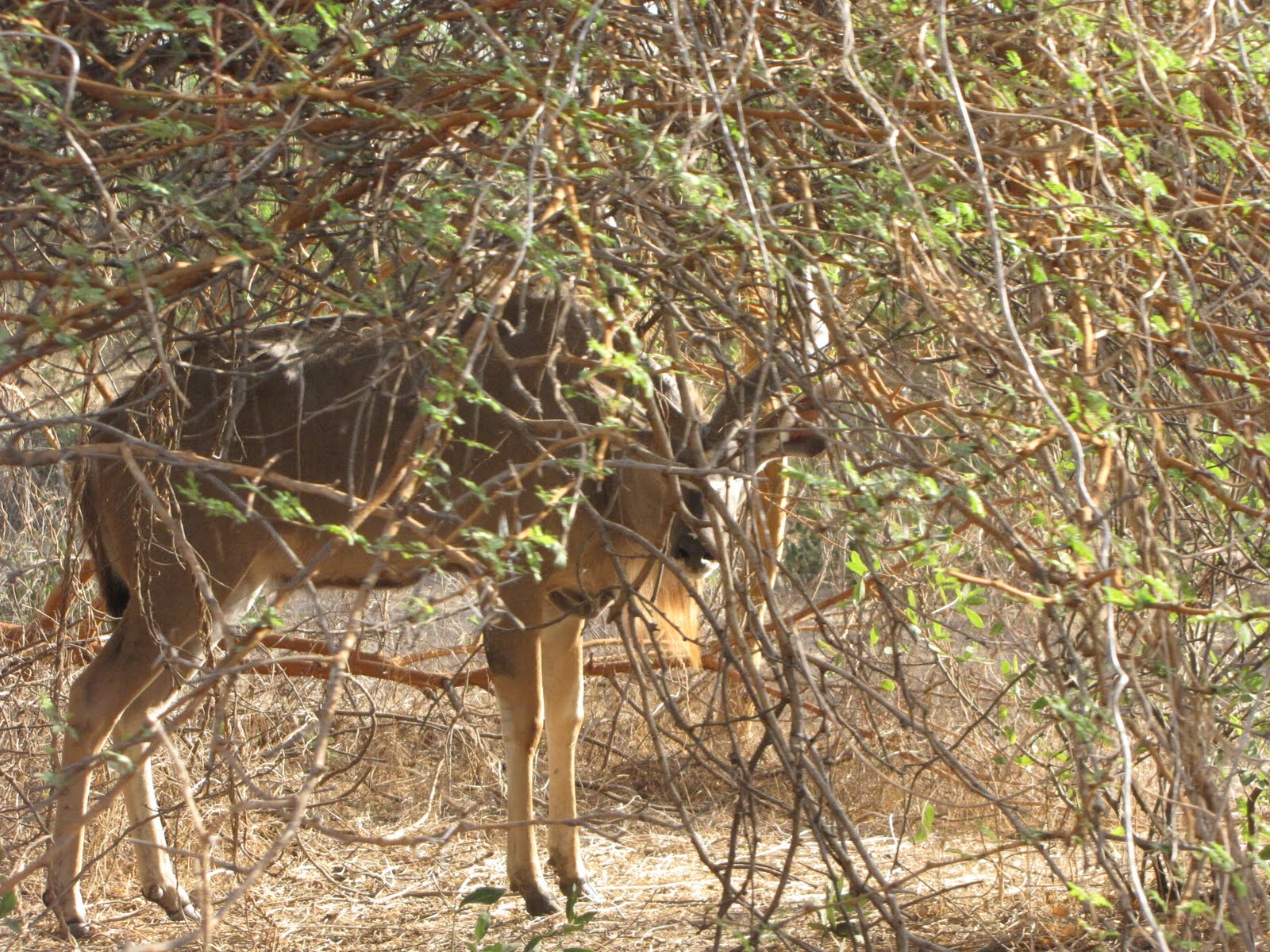 Postcards from Senegal: Game Park - More Pics