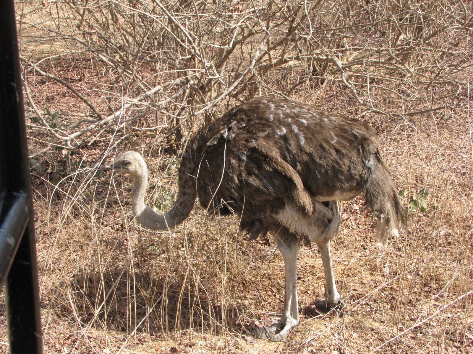 Postcards from Senegal: Game Park - More Pics