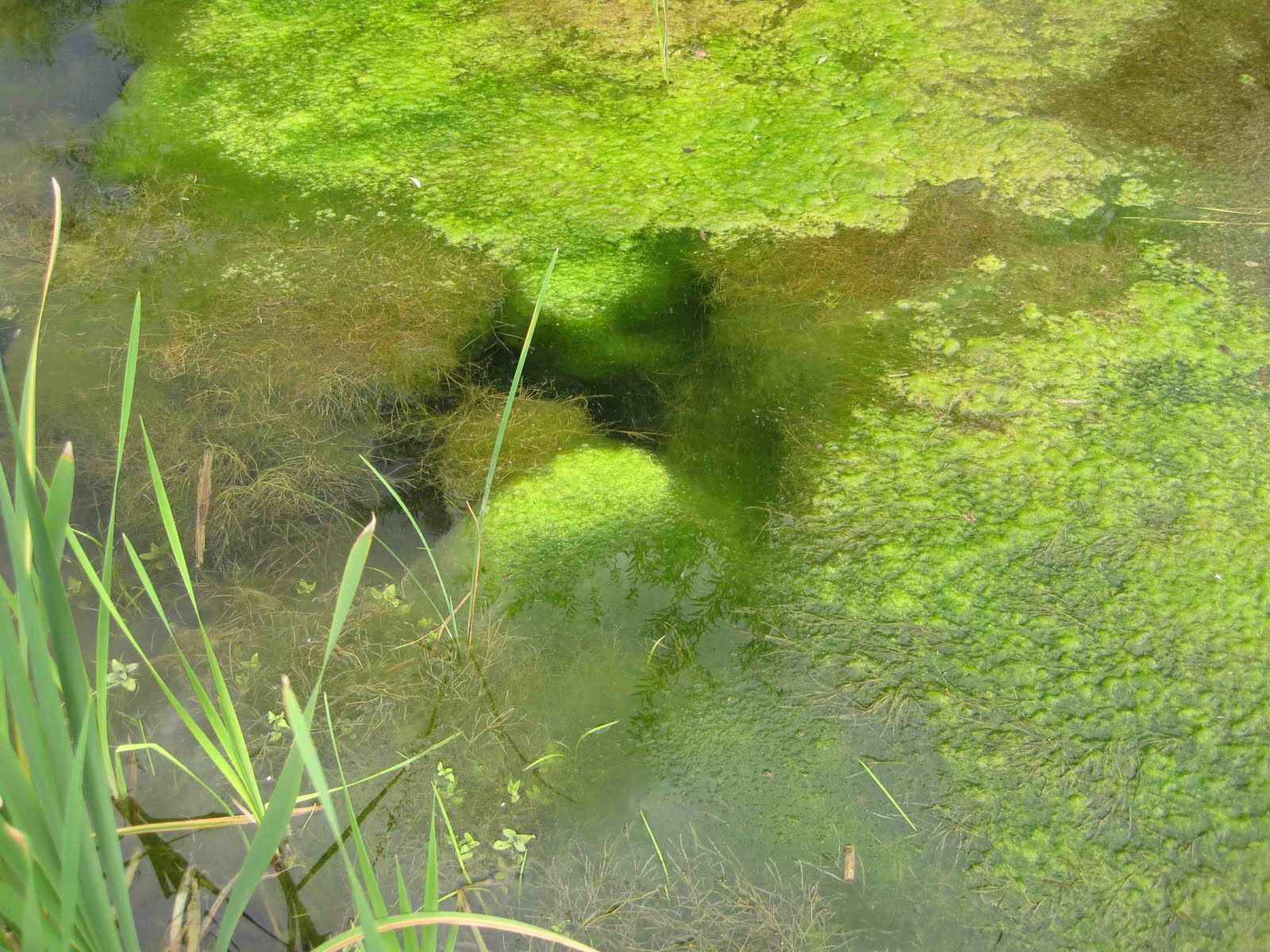 THE DRALA PRINCIPLE:: WAR, THE DRALA PRINCIPLE & THE HANDMADE LIFE