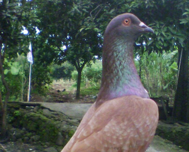 MERPATI BALAP TINGGIAN: Racikan Jamu tradisional Merpati Tinggian