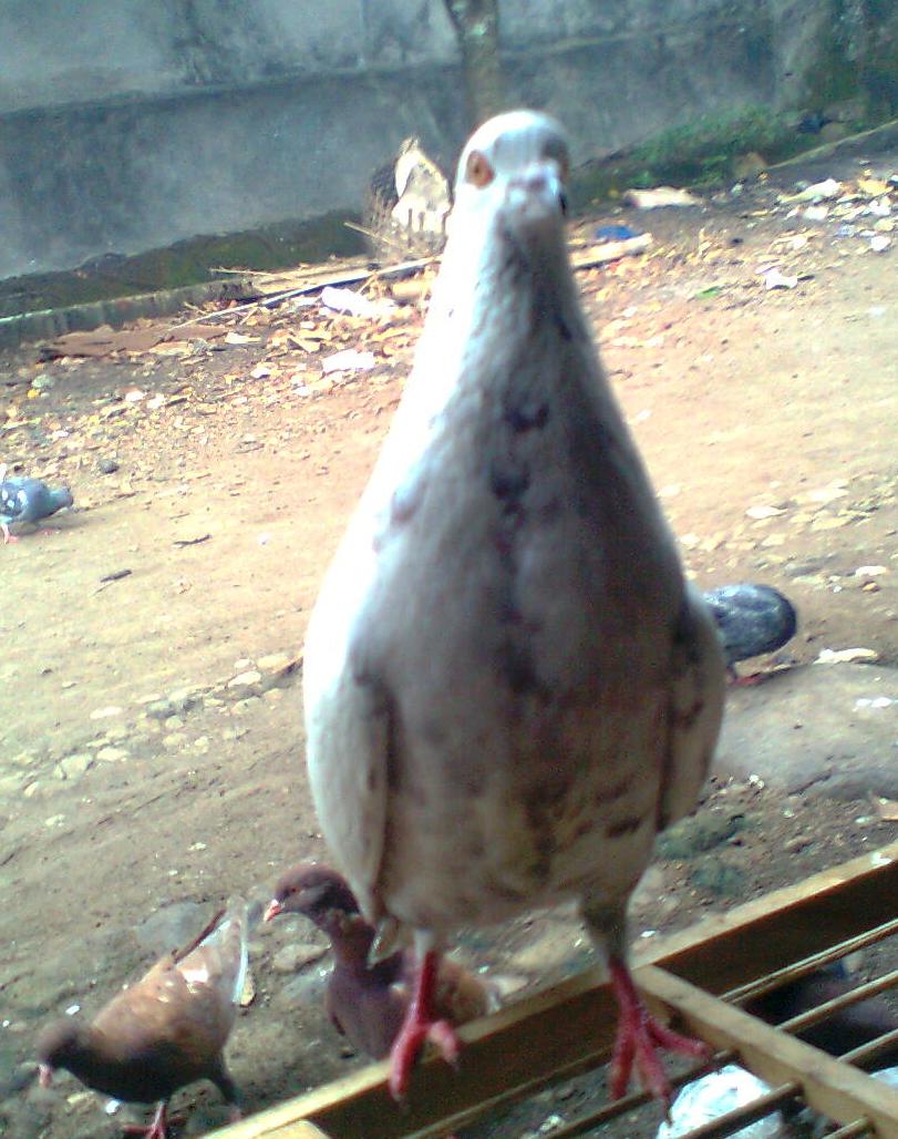 MERPATI BALAP TINGGIAN: Blorok Madu Jr.