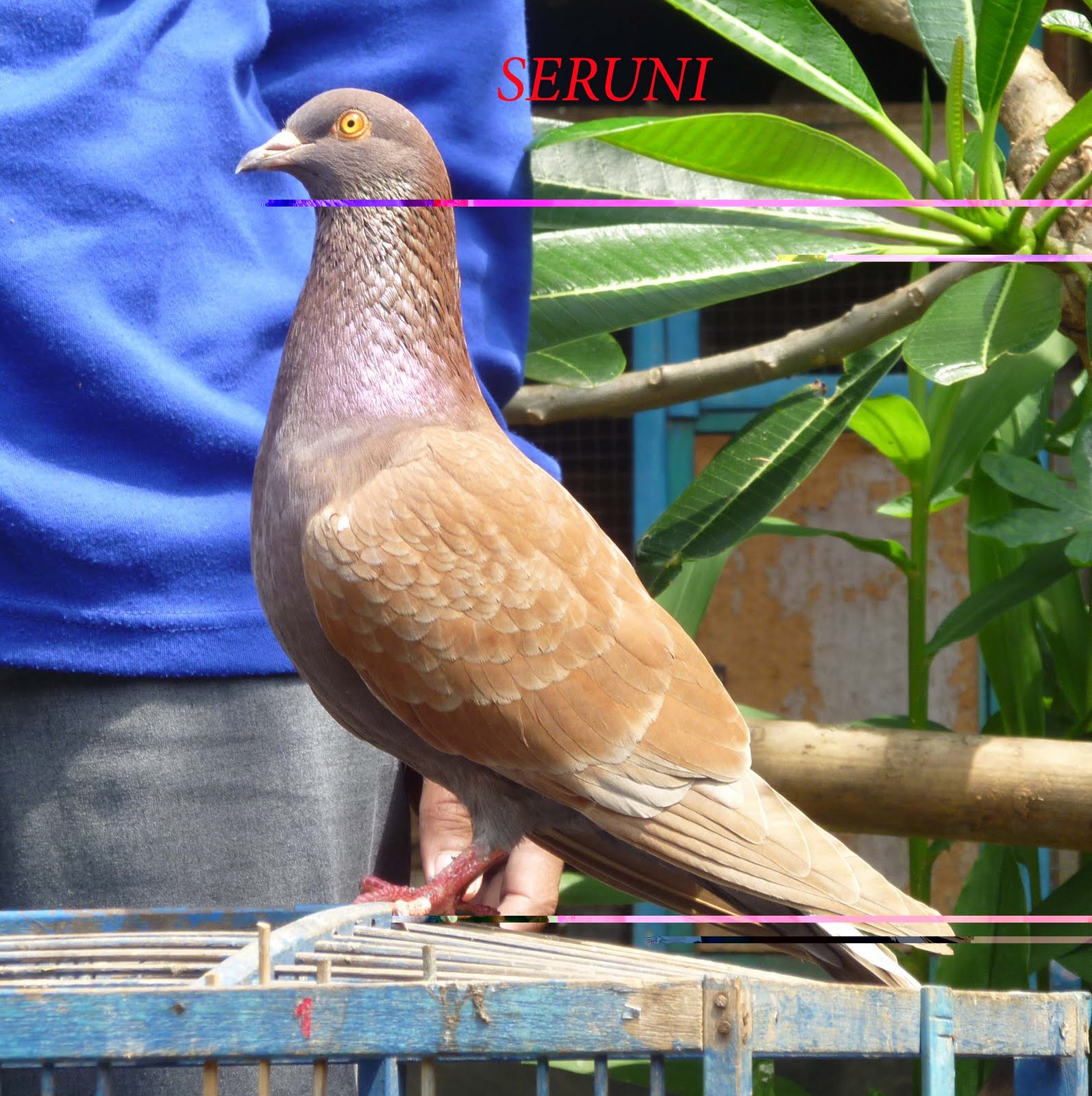 MERPATI BALAP TINGGIAN: SeruNi - Merpati Tinggi