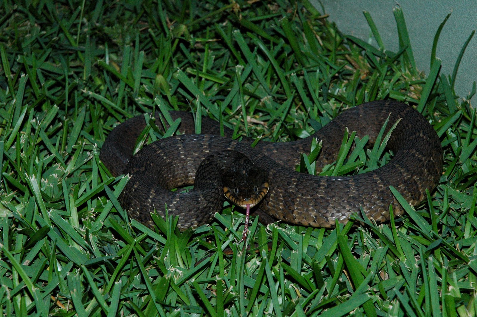 Profiles of Herping: Blotched water snake