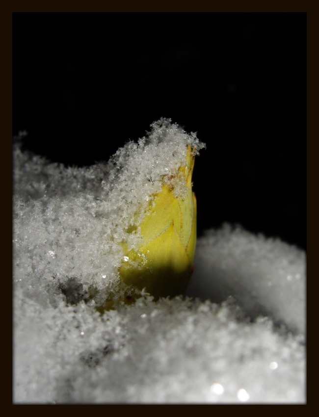 Eating snow...beware of yellow