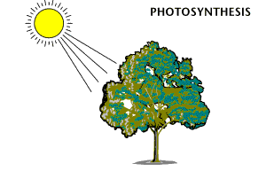 Why do plants need an sunlight to survive? ~ All awesome facts of life