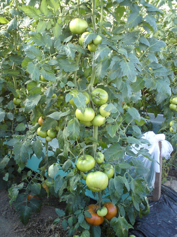NTOMATES-STYLOS-KATERINI: KALOKAIRI 2010 NTOMATES PRIMADONA