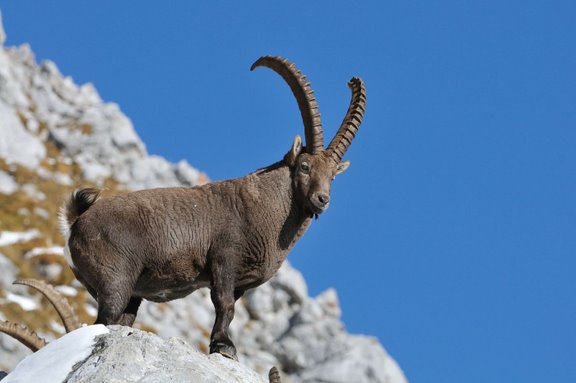 Jardin de la Sauvagine: Les bouquetins de Roland Clerc dans le Valais ...