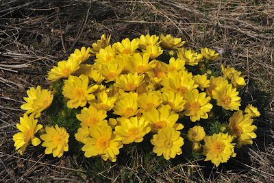 Fleurs de la Sauvagine: Fleurs du Valais (Suisse)- Les Adonis (Photos ...