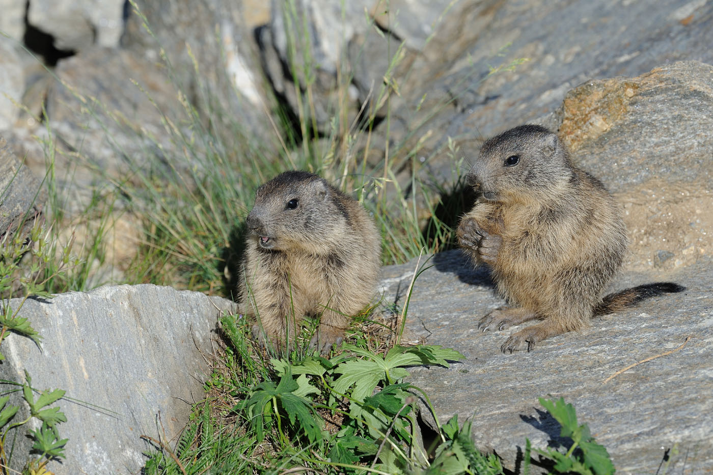jardin de la sauvagine 2: Les marmottons de l' année et le photographe ...