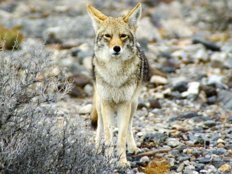 Temas De Interes: El Coyote Mexicano