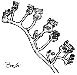 Kamptozoa