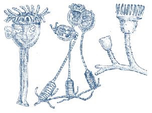 Kamptozoa
