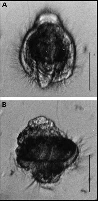 Kamptozoa