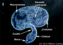 Vahlkampfia sp. - El mundo de Hydra