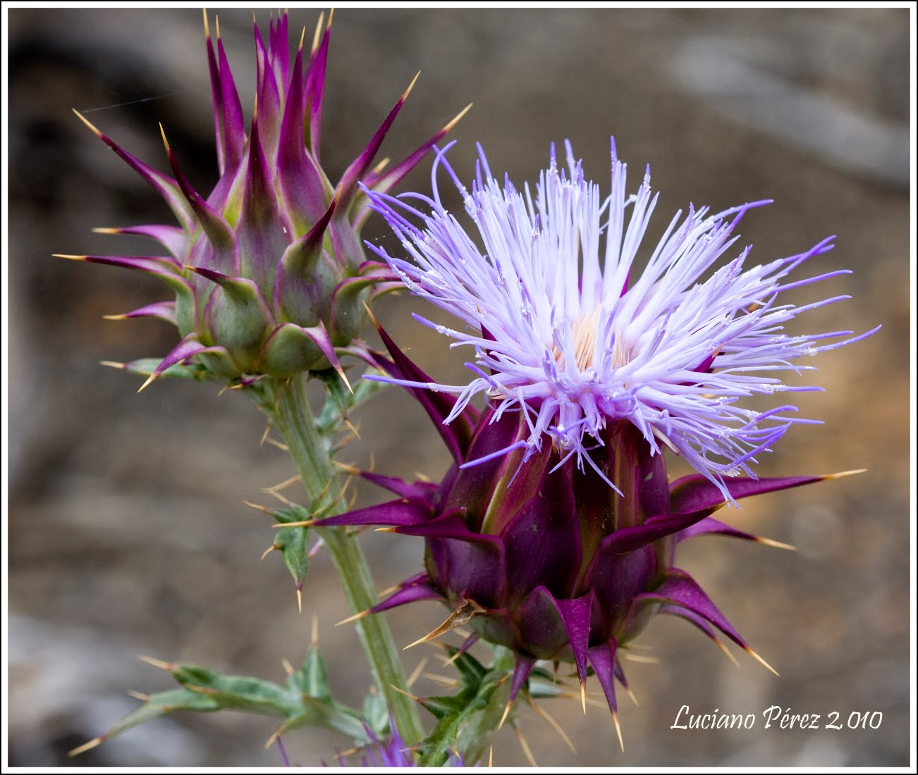 Anhelos.........: Flor de cardo..........(Click en la foto para agrandar)