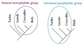 Parallel Algorithm for Phylogeny: Introduction to Phylogenetics part 2