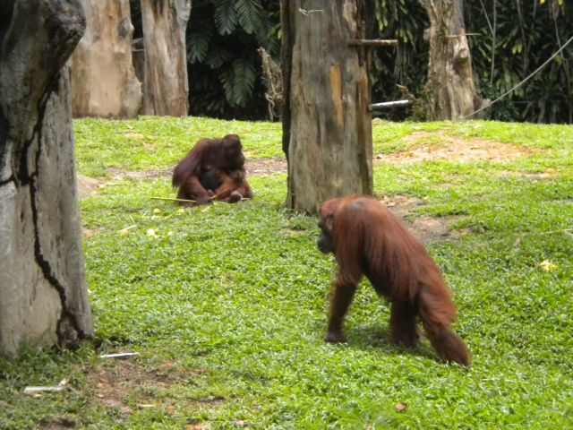 Viagem Incógnita: O Zoo e Sentosa