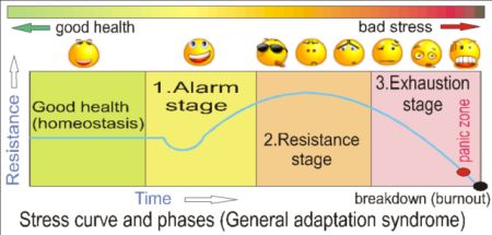 The Stress Response: Stress Response 2.Resistance stage