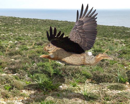 Fly Corona! TalkBack: Wine Country...