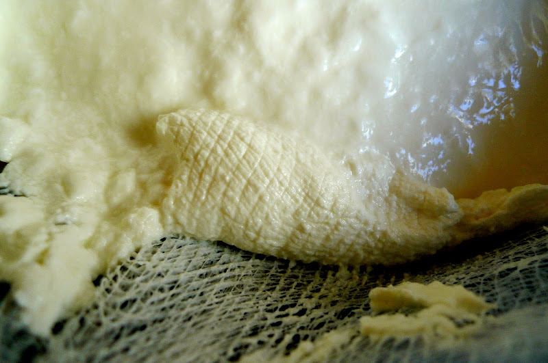 Bon Appétempt: making cheese is whey cool