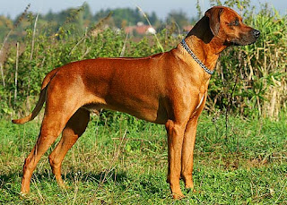 Polish Hunting Dog ~ Dog Breeds Database