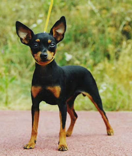 11/14/10 ~ Dog Breeds Database