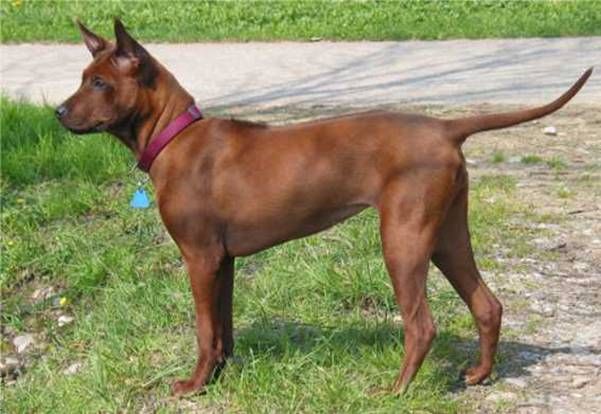 Thai Ridgeback ~ Dog Breeds Database