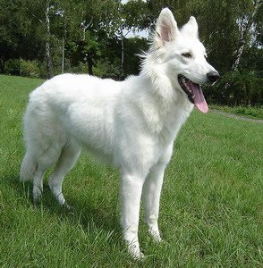 White Shepherd Dog ~ Dog Breeds Database