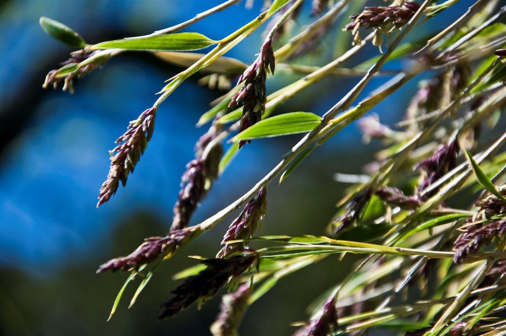 viajes y fotos: CAÑA COLIHUE is blooming!!!!!!!