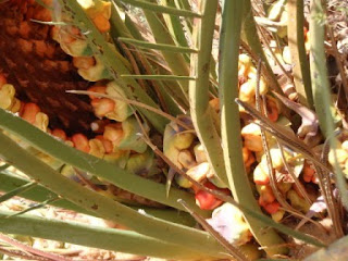 Stitchety Grub: Xamia palm