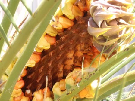 Stitchety Grub: Xamia palm