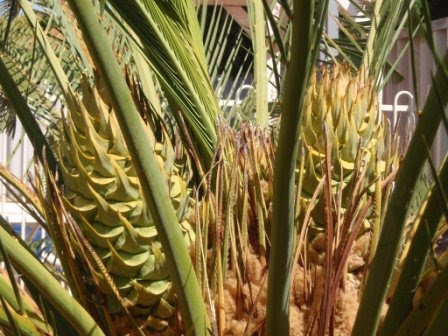 Stitchety Grub: Xamia palm