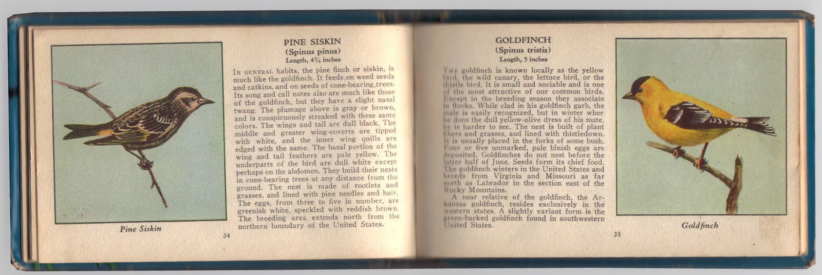 Nessy Designs: Vintage Field Guides