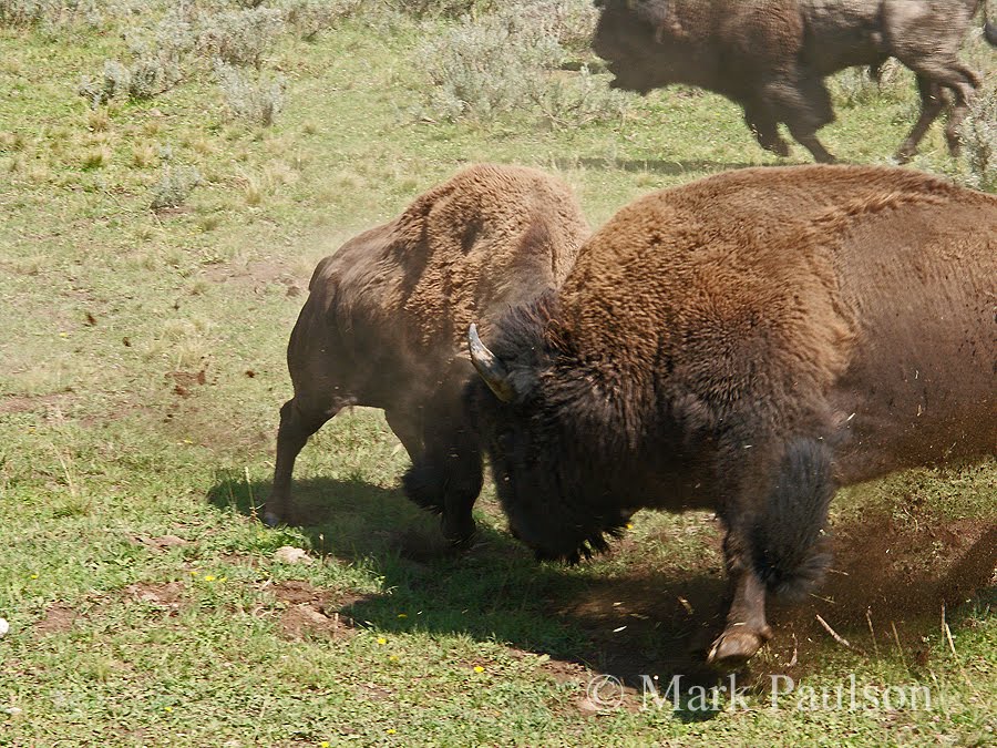MAP Artistic Photography: Photo of the Day: Bison Charging and Head Butting