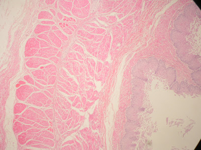 Histologia Digestivo II: Esófago