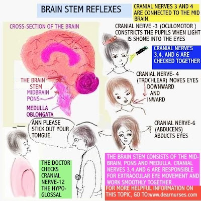 Dear Nurses: BRAIN STEM FUNCTION