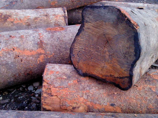 e-jamak: Kayu Rengas