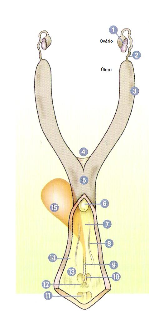 Curiosidades Felinas: A castração/esterilização