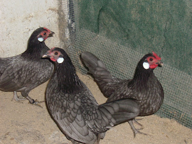 el huerto de Eduardo jr