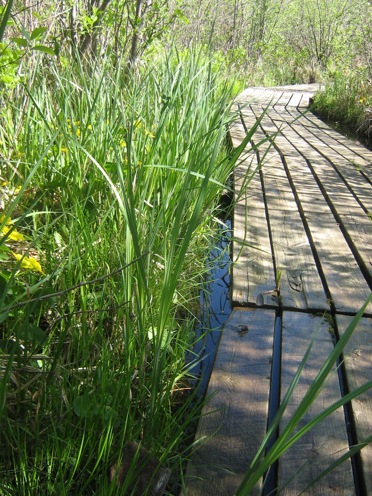 Picture This, Manitoba