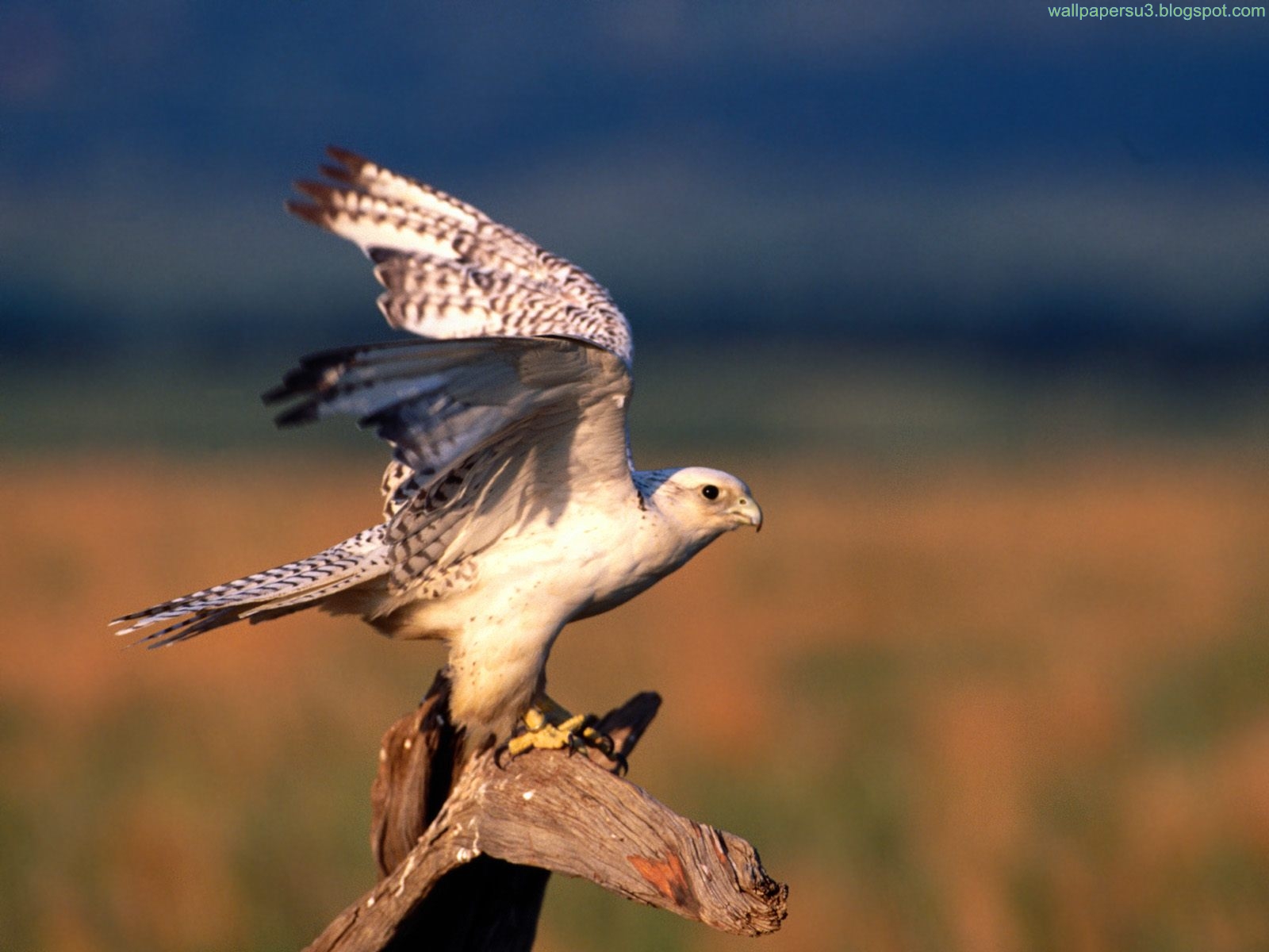 Beautiful Falcon Wallpapers